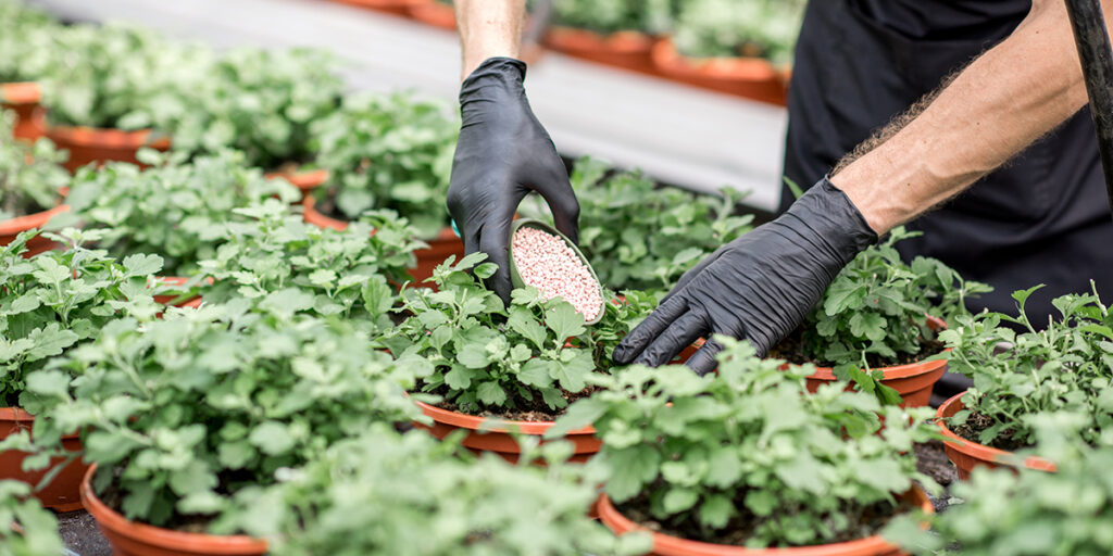 Over-Fertilized Plants: Lawn Care Treatment in Sioux Falls